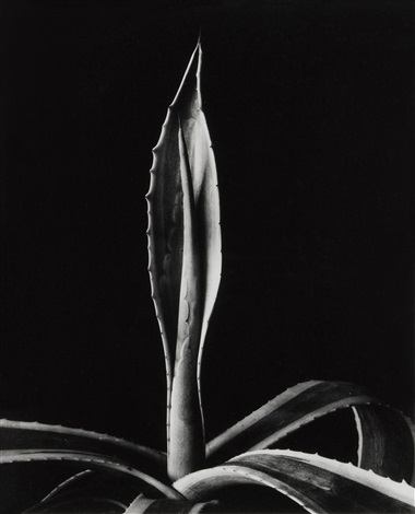 Agave Design by Imogen Cunningham on artnet
