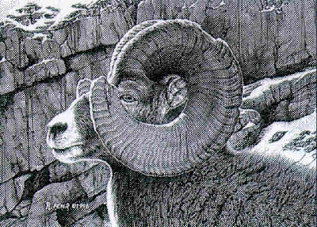Big horn sheep by Randy Fehr on artnet