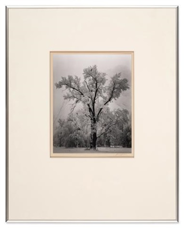 Winter, Yosemite Valley Oak Tree, Snowstorm by Ansel Adams on artnet