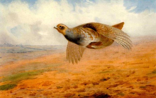 Partridge In Flight