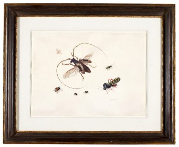 Study of seven insects by Anton Henstenburgh on artnet