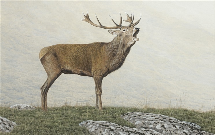 Roaring stag by Simon Turvey on artnet