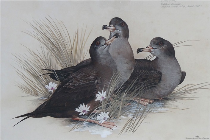 3 Shearwaters by Raymond Harris Ching on artnet