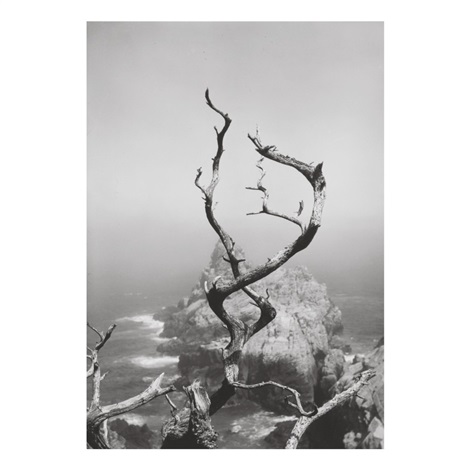 POINT LOBOS, CALIFORNIA TWISTED TREE by Minor White on artnet