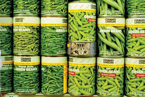 Gato en la jungla Cat in the jungle by Gabriel Orozco on artnet