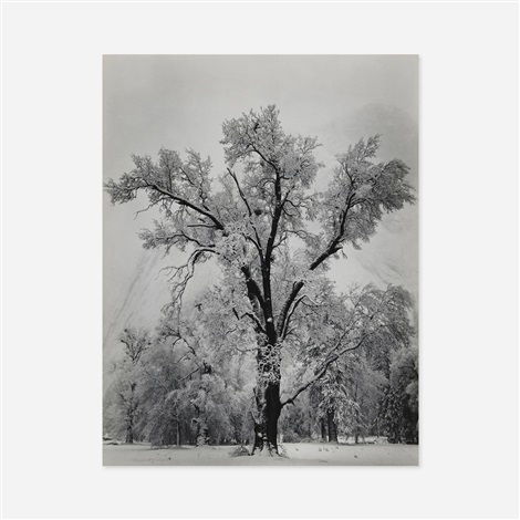 Oak Tree, Snow Storm, Yosemite, CA by Ansel Adams on artnet