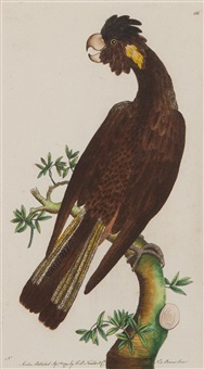 Frederick Polydore Nodder | Artnet