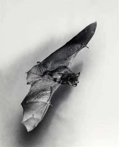 Three Photographs including Bullet Through Balloons 3 by Harold Eugene ...