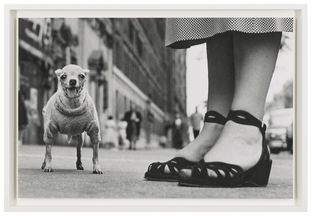 New York City, Chihuahua, 1946 by Elliott Erwitt on artnet