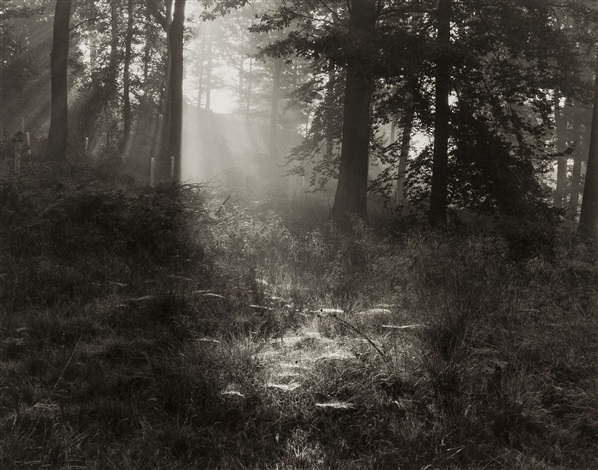 Gossamers, Russells Enclosure, from the Secret Forest of Dean series by ...