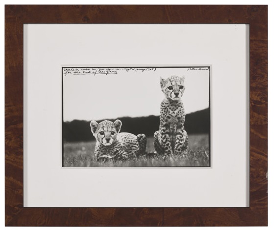 Orphaned Cheetah Cubs at Mweiga near Nyiri, Kenya by Peter Beard on artnet