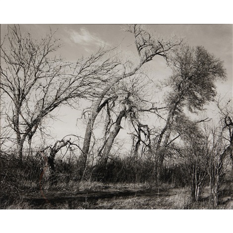 Amongst the last trees and lilacs surrounding a farmhouse, Edge of ...