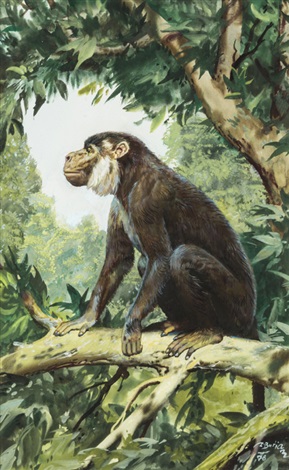 Aegyptopithecus zeuxis Simons by Zdenek Burian on artnet