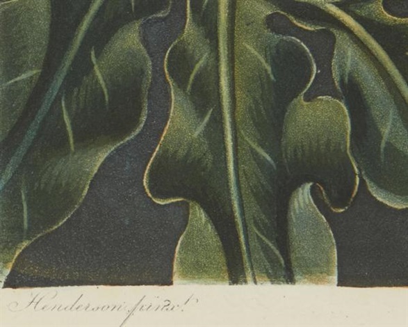 Dragon Arum From The Temple Of Flora by Robert John Thornton on artnet