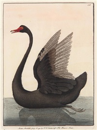 Frederick Polydore Nodder | Artnet