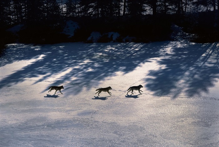 Timber Wolf Pack