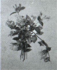 Anna Lindner | Artnet