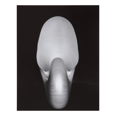 SHELL by Edward Weston on artnet