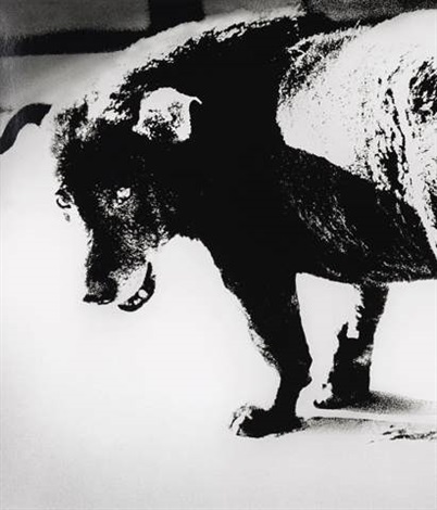 Stray Dog,Misawa,1971 by Daido Moriyama on artnet