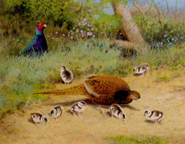 A pair of melanistic pheasants and chicks by Richard Robjent on artnet