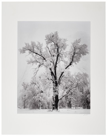 Oak Tree, Snowstorm, Yosemite National Park, 1948 by Ansel Adams on artnet
