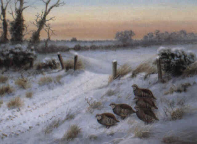 A covey of red-legged partridge and a chukar partridge in winter by ...