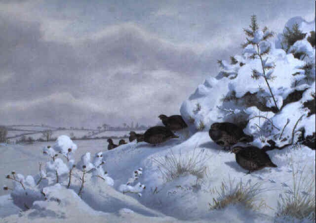 A covey of partridge in a winter landscape by Philip Rickman on artnet