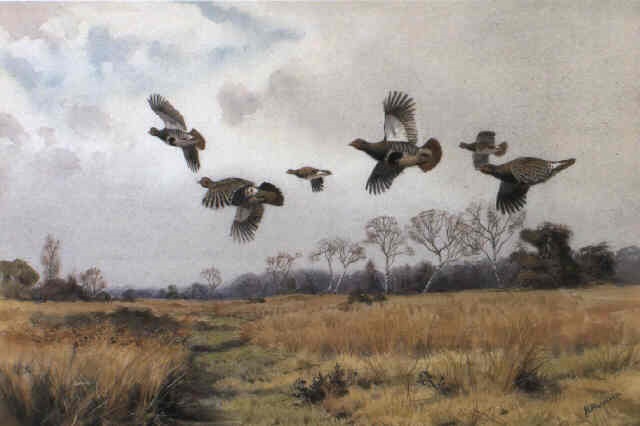 A covey of grey partridge in flight over a heath by John Cyril Harrison ...