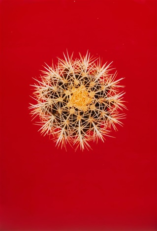 Cactus Blood by Andres Serrano on artnet
