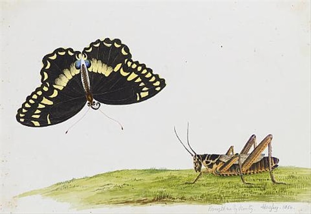 Estates and excursions of Plowden C.J. Weston of South Carolina album ...