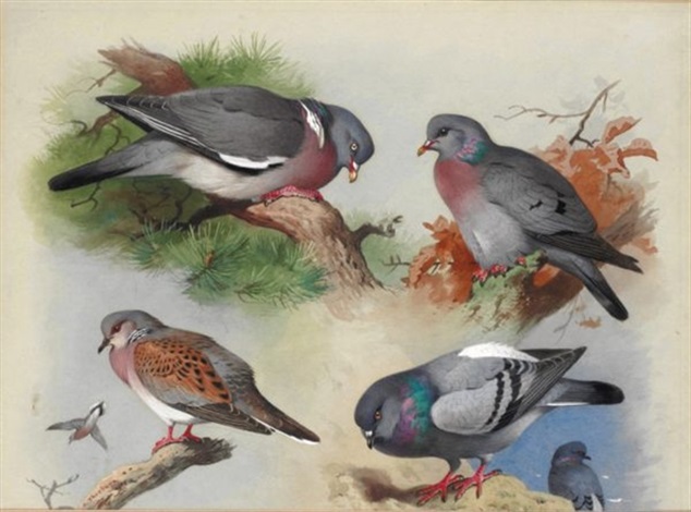 A wood pigeon, a stock dove, a turtle dove and a Rock Pigeon by ...