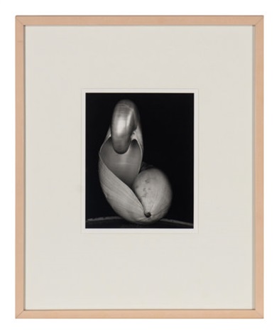 Shells by Edward Weston on artnet