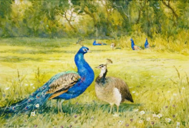 Peacocks at Kilmurry by Mildred Anne Butler on artnet
