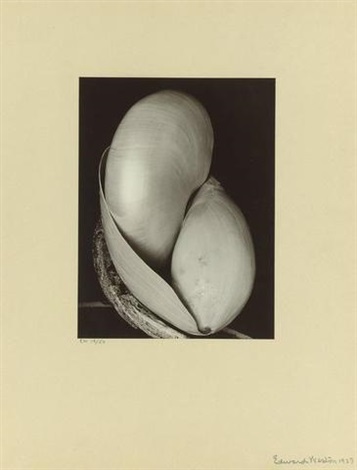 Shells by Edward Weston on artnet
