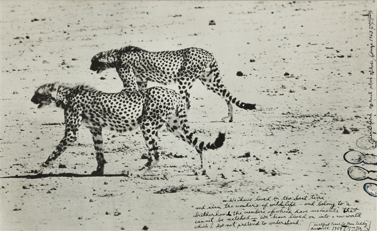 HUNTING CHEETAHS ON THE TARU DESERT, KENYA by Peter Beard on artnet