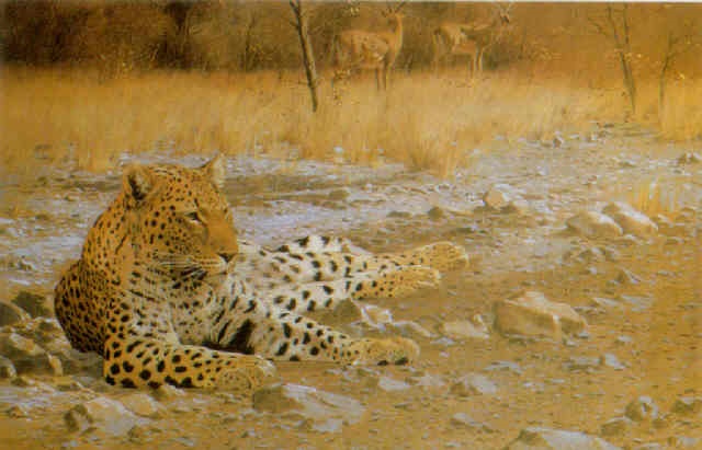 The leopard by Kim Donaldson on artnet