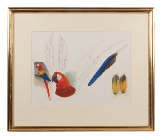 Scarlet Macaw, Cuban Macaw Feathers of Scarlet Macaw by Elizabeth ...