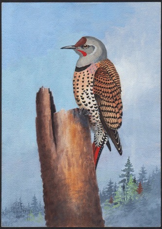 Red-shafted Flicker by Earnest William Steffen on artnet