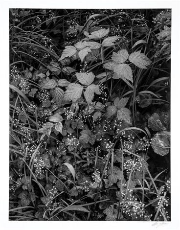 Trailside, Near Juneau, Alaska by Ansel Adams on artnet