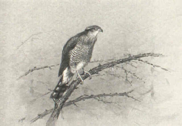 Sparrow hawk by George Edward Lodge on artnet