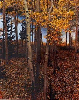 Aspens by Lake, Pike National Forest, Colorado, de la série Trees by ...