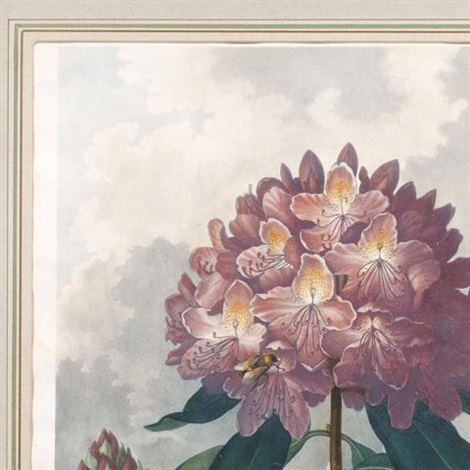 The Pontic Rhododendron by Robert John Thornton on artnet