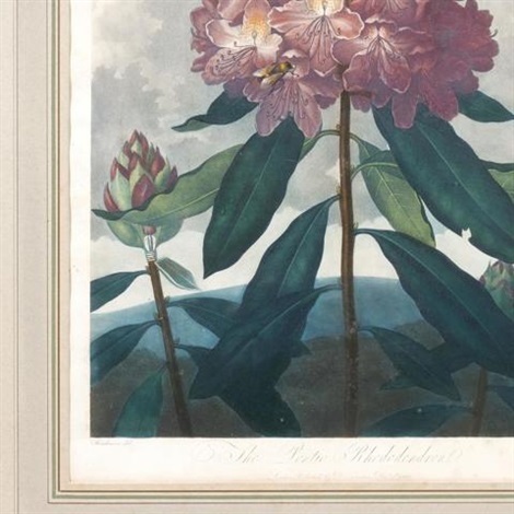 The Pontic Rhododendron by Robert John Thornton on artnet