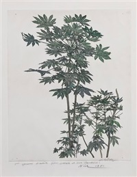 Sam Szafran | Artnet