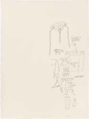 Untitled Insect Order by Jean-Michel Basquiat on artnet