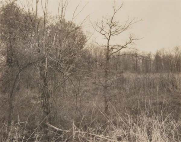 Untitled by Jan Groover on artnet