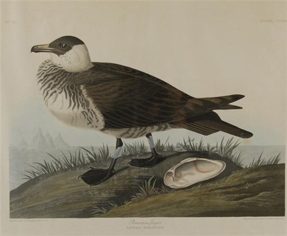 Pomarine jager, pl.CCLIII engraved by R. Havell by John James Audubon ...