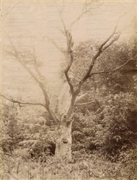 Charles Bodmer | Artnet