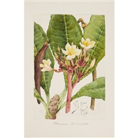 Violet Jacob | Artnet