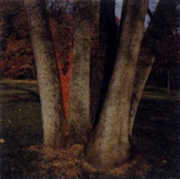 Andy Goldsworthy | Artnet | Page 12
